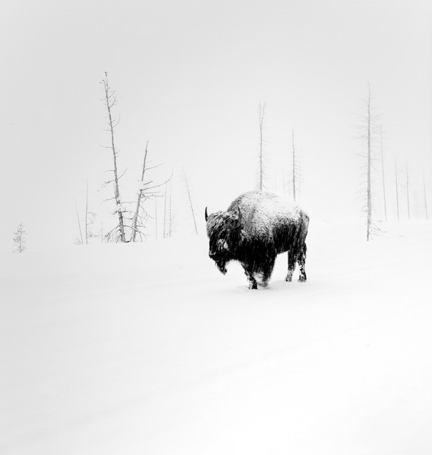 Lone Buffalo Yellowstone National Park, Wyoming - Morgan Adams Foundation