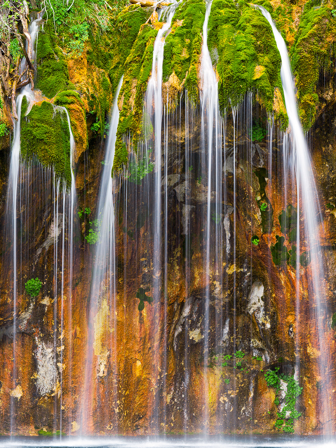 Maxine - Morgan Adams Foundation